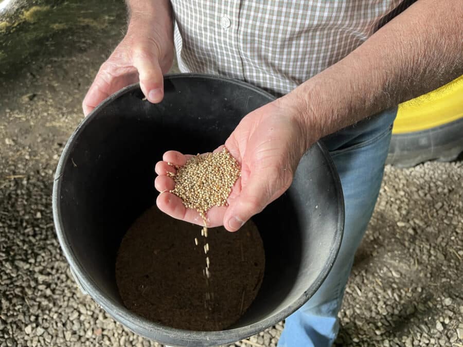 Drought Resistant Millet, a Crop for Climate Change
