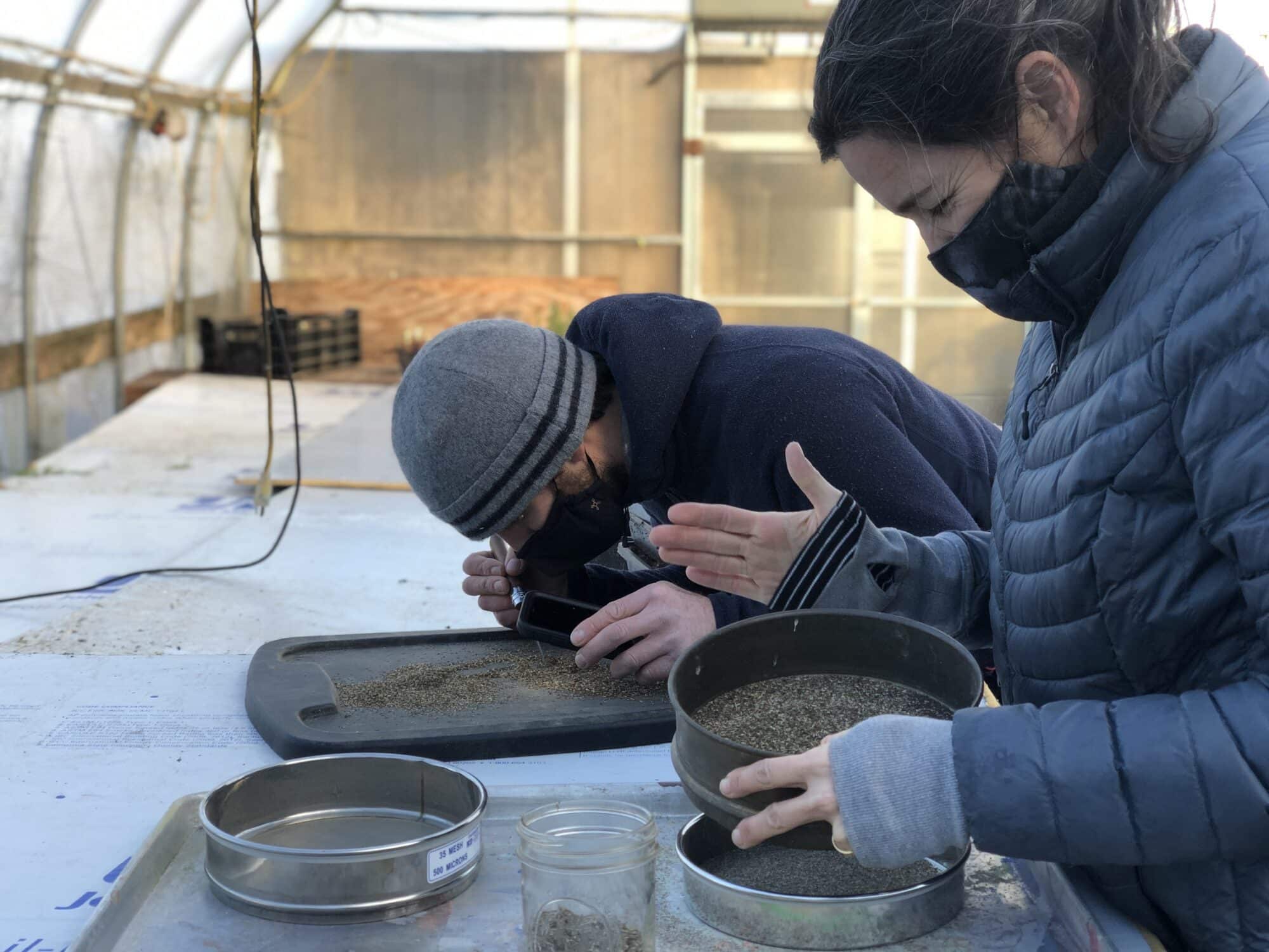 Native Seed Network Takes Root in the Northeast