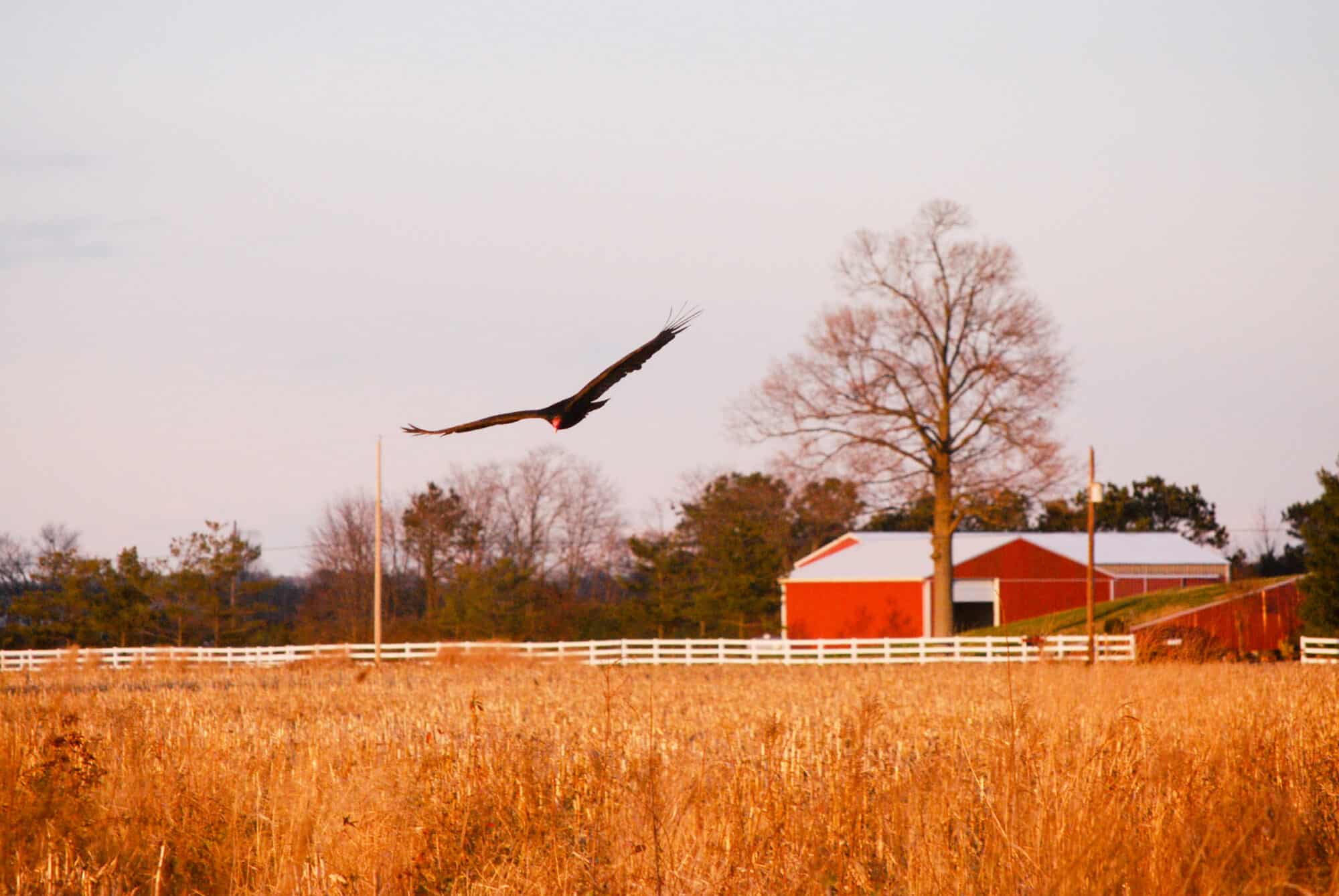 How to Keep Your Home and Animals Safe From Coyotes - Barn Raiser