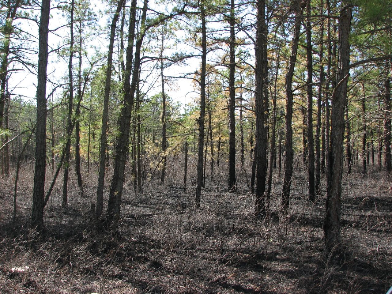 How the 1970s Counterculture Shaped My Ozark Childhood